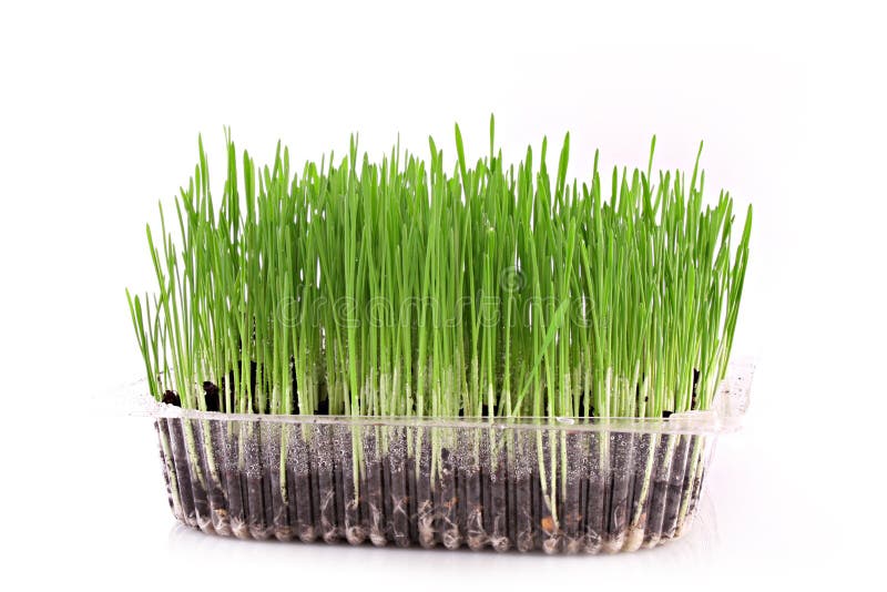 Green grass isolated stock photo. Image of plant, botany - 16354336