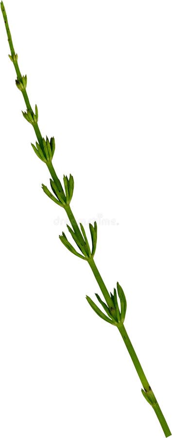 Green grass isolated stock photo. Image of decor, thin - 29393222