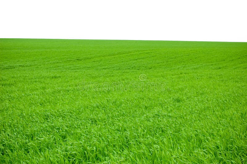 Green grass isolated stock image. Image of rural, plant - 4968199