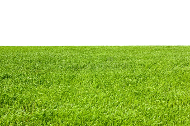 Green grass isolated stock image. Image of rural, plant - 4968199