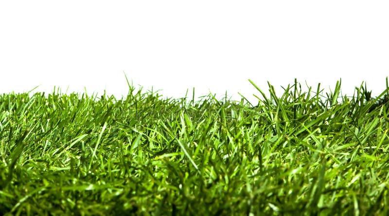 Green grass Isolated stock photo. Image of detail, texture - 5720872