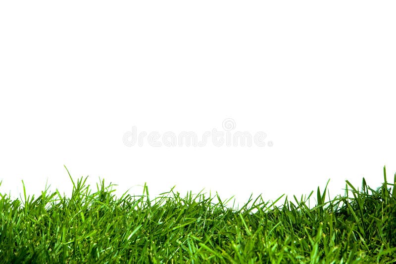 Green Grass Isolated stock photo. Image of summer, texture - 5720918