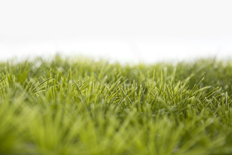 Green grass isolated stock photo. Image of environmental - 225836462