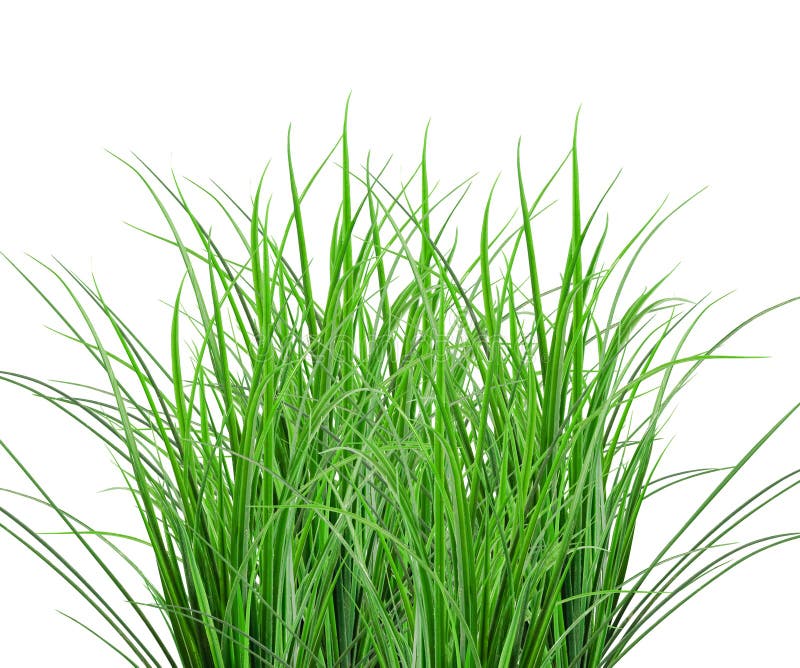 Fresh Grass Green,isolated. Stock Photo - Image of closeup, fresh ...