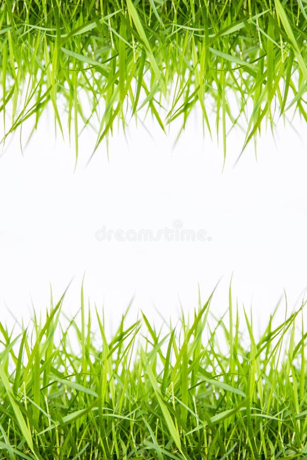 Green grass isolated stock photo. Image of outdoors, grass - 34182320