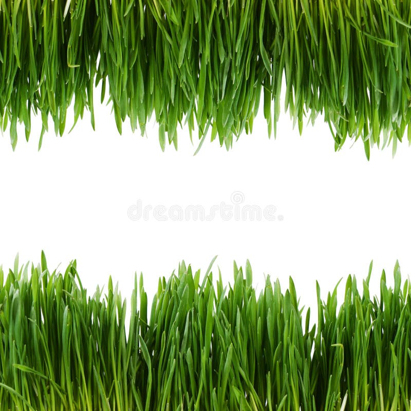 Cross-section Frame of Soil and Grass Stock Image - Image of side ...