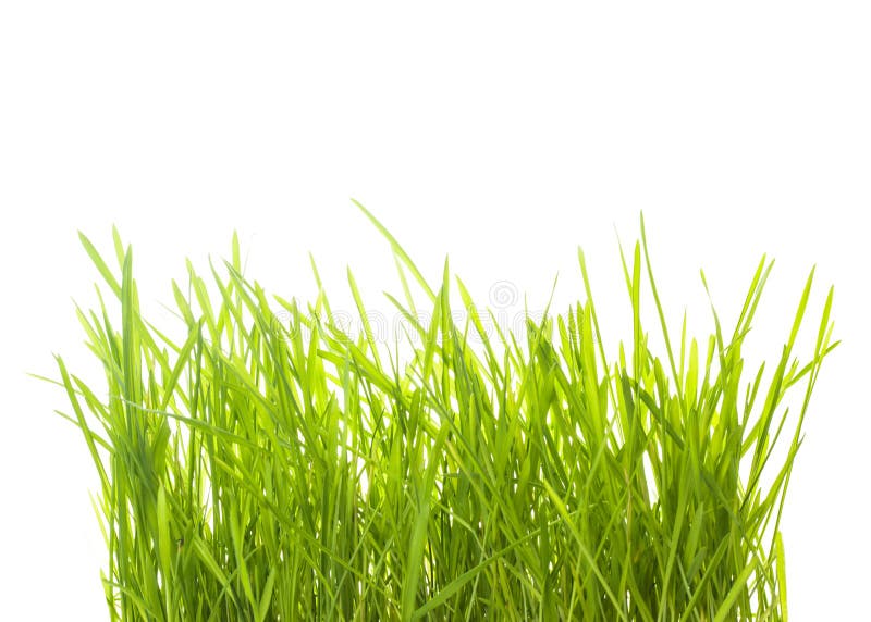 Green grass isolated stock image. Image of garden, plant - 36700273