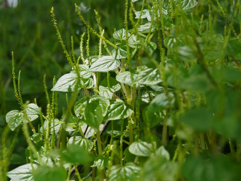 Green grass in jungle. stock image. Image of tree, forest - 82479369