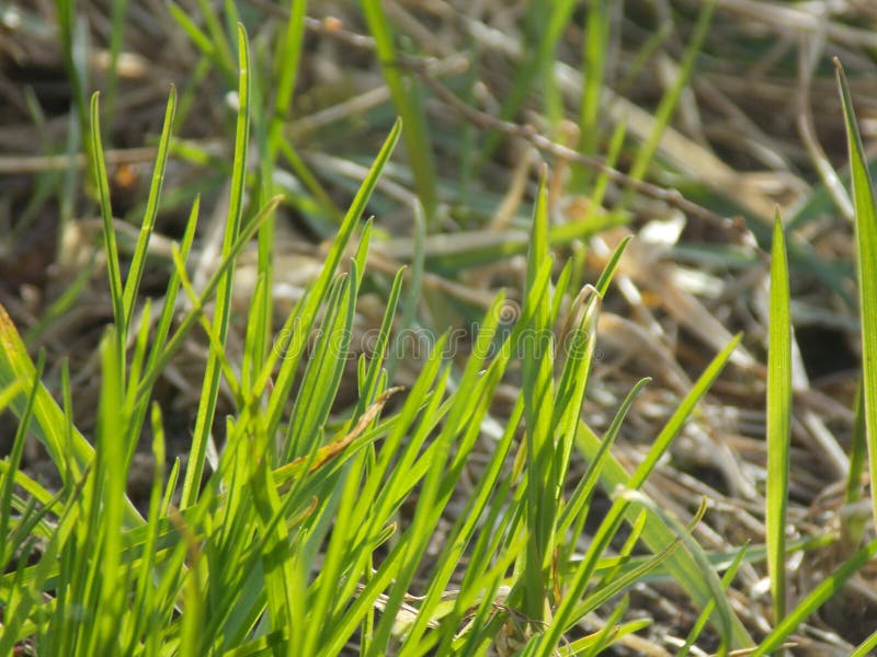 A Thin Layer of Spring Green Grass Stock Photo - Image of morning ...