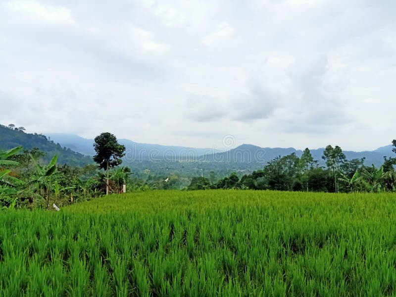 Green Grass Land from Heaven Stock Photo - Image of farm, heaven: 218833506