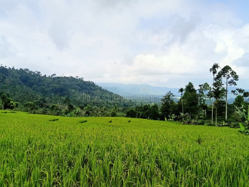Green Grass Land from Heaven in Earth Stock Photo - Image of heaven ...