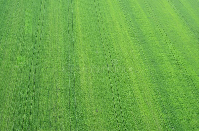 Green Grass Landscape Above View. Texture of Green Grass View from ...