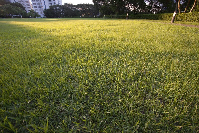 Green Grass Landscape, Path through the Park Stock Image - Image of ...