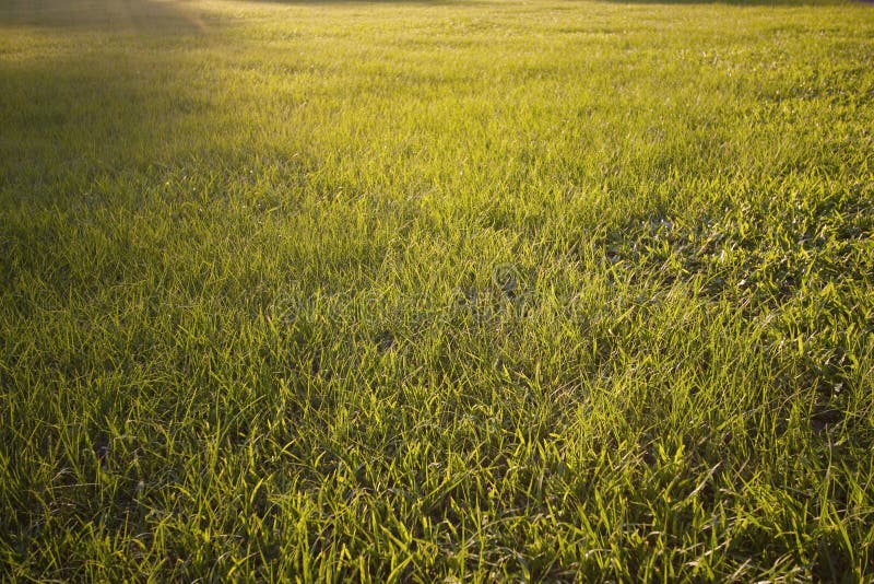 Green Grass Landscape, Path through the Park Stock Image - Image of ...