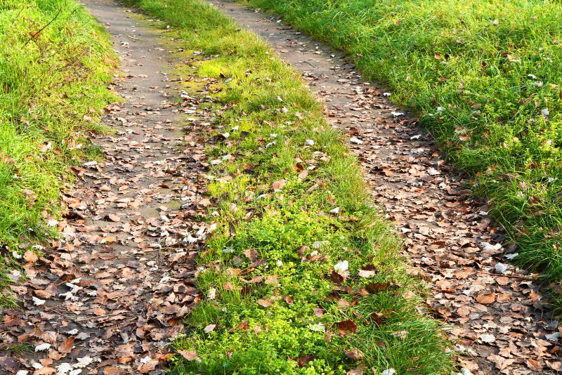 Green grass lane stock photo. Image of gravel, natural - 16766022