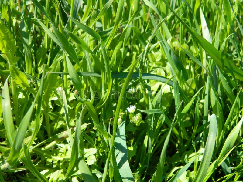 Green grass stock photo. Image of plants, large, grass - 145418584