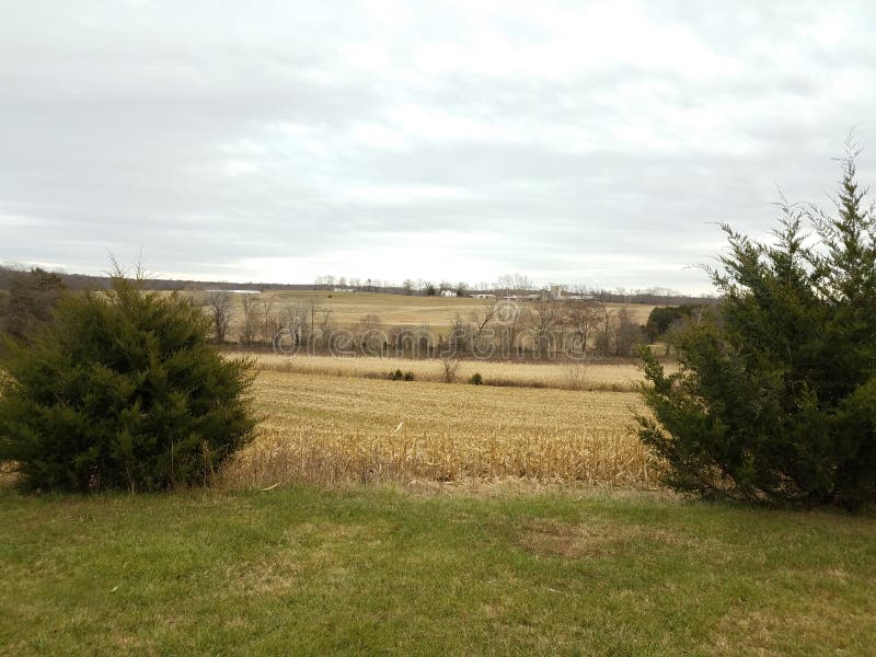 Green Grass or Lawn and Brown Corn Field Stock Photo - Image of crop ...