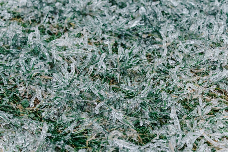 Green Grass on the Lawn Covered with Ice and Icicles after Freezing ...