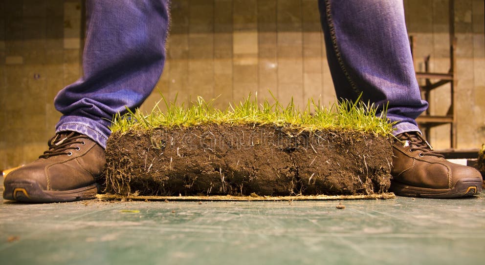 Green grass lawn cut stock photo. Image of cleft, garden - 24325520