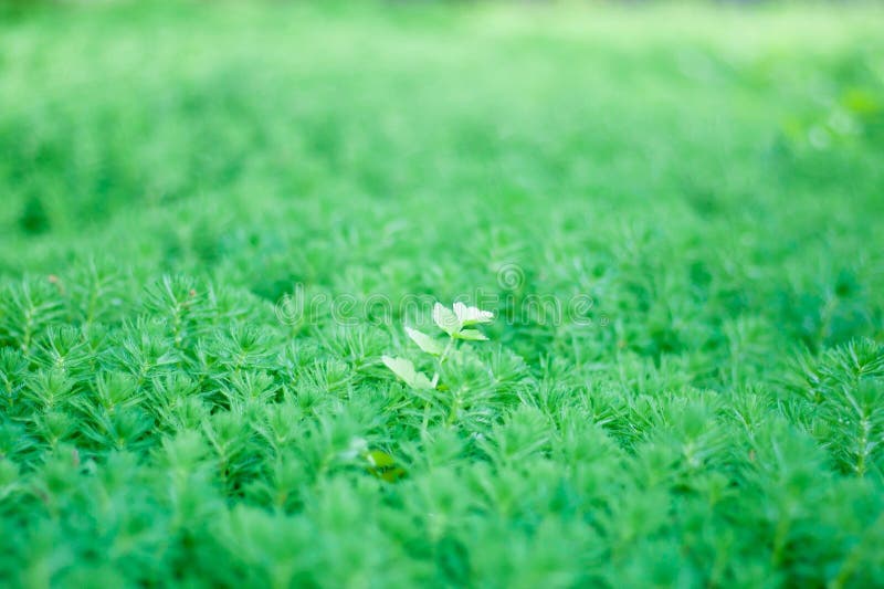 Green, Grass, Lawn, Field Picture. Image: 120958504