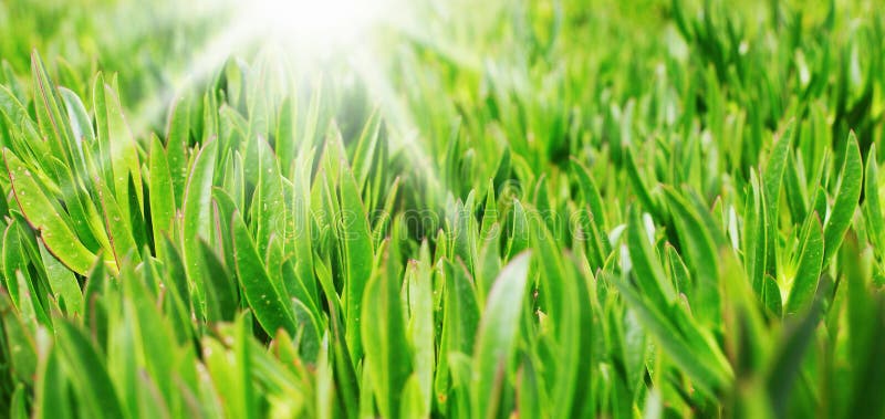Green grass on the lawn stock photo. Image of green, natural - 33181144