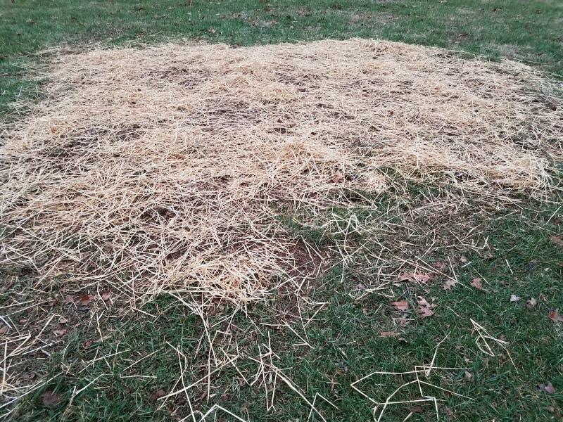 Green Grass or Lawn with Newly Planted Grass with Straw Stock Photo ...