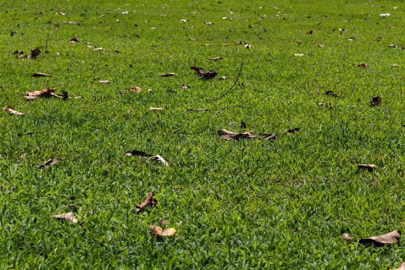 Green Grass Lawn with Scattered Leaves Stock Image - Image of pattern ...