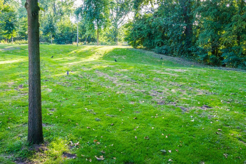 Green Grass Lawn with Tree Park Landscape Stock Photo - Image of ...