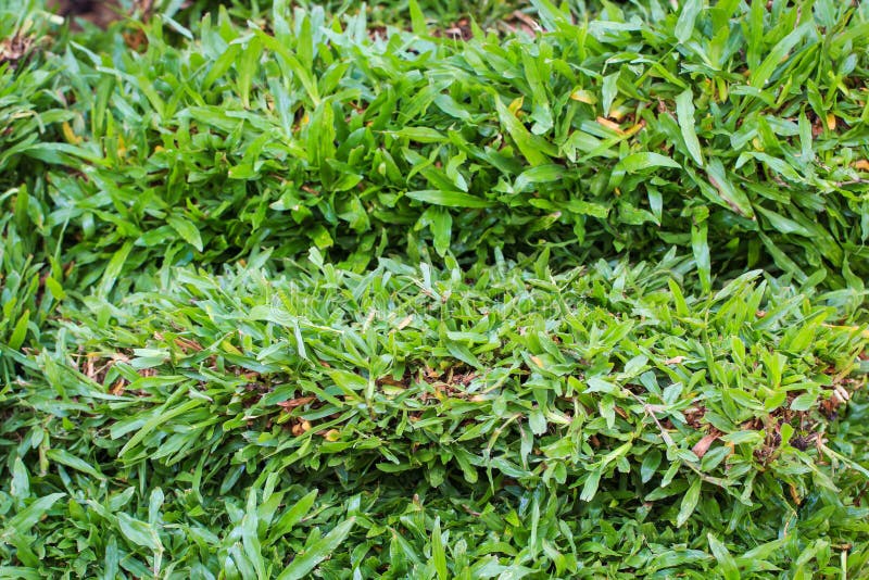 Grass Layer stock image. Image of field, spring, texture - 15167393