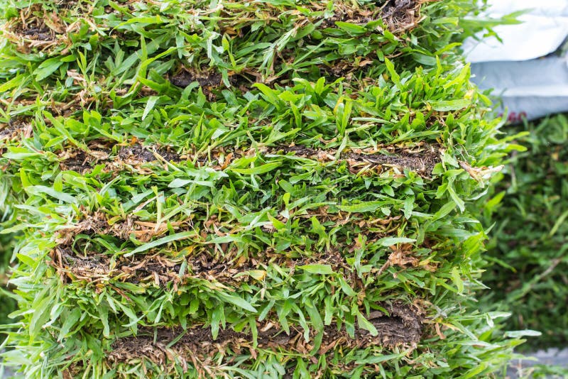 Green grass layer stock photo. Image of summer, meadow - 79079838