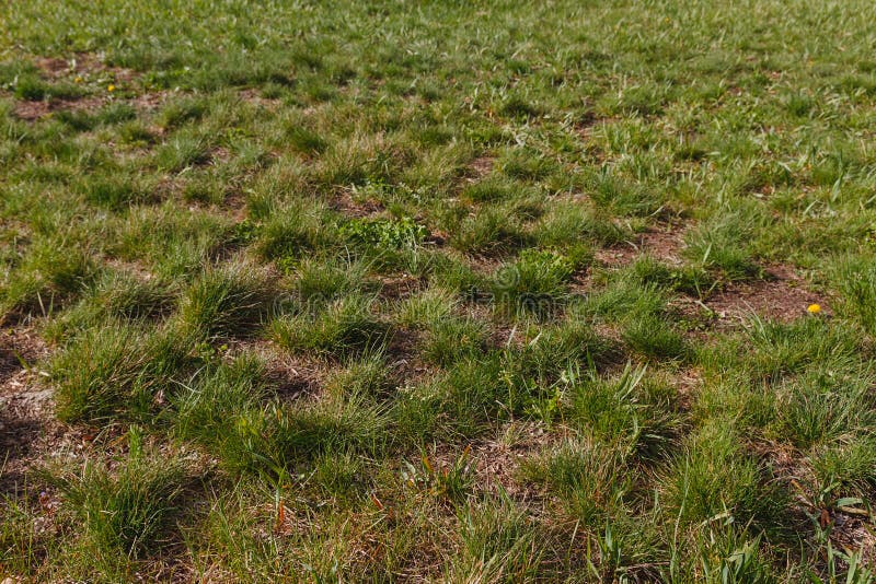 Green grass stock image. Image of back, pasture, environmental - 82772705