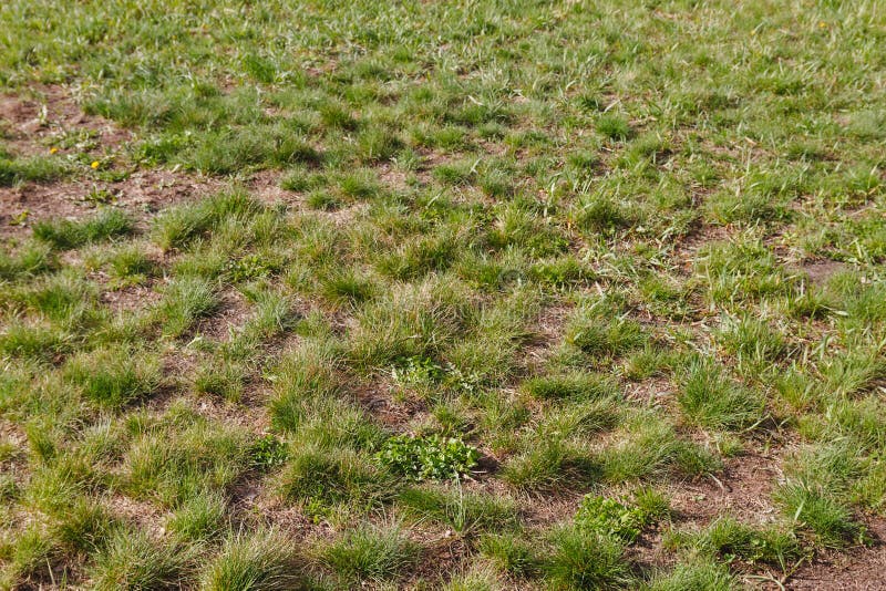 Green Grass with Layers of Earth Spring Background Stock Photo - Image ...