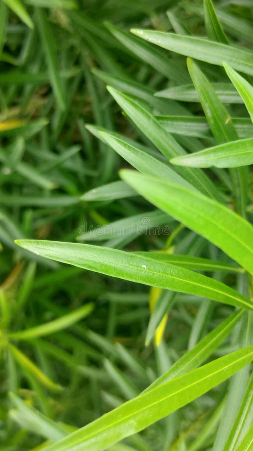 Green Grass Leaf for Beautifulwallpaper.. Stock Photo - Image of ...