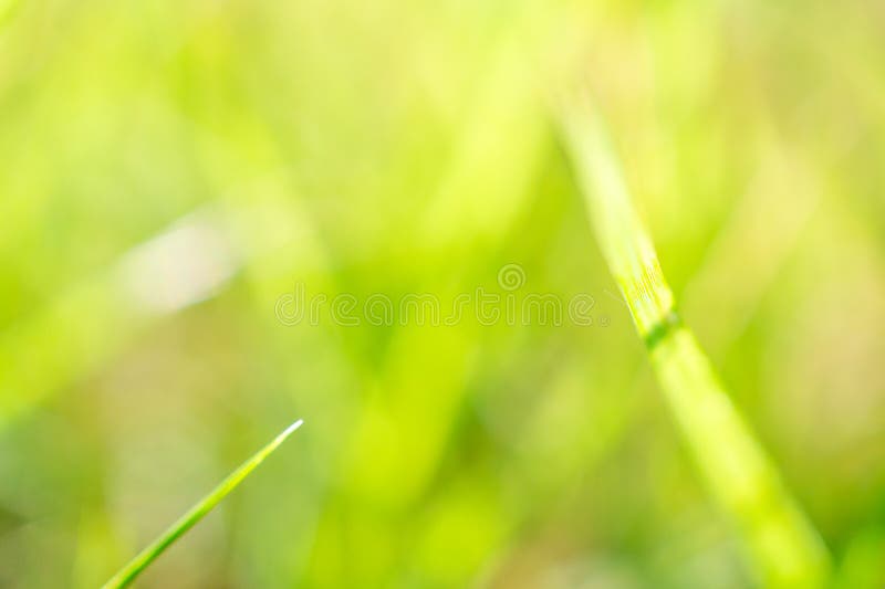 Grass Leaf in Garden with Blur Background Stock Photo - Image of light ...