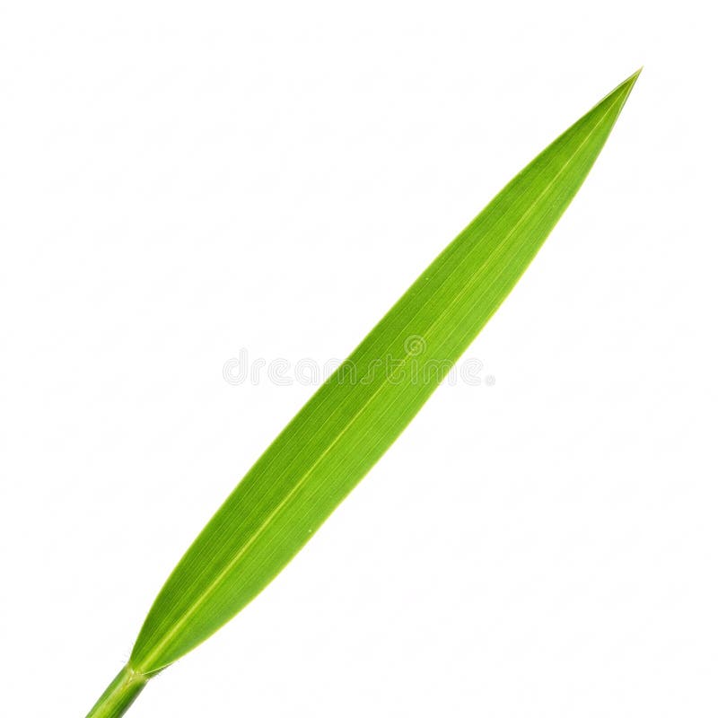 Green Grass Leaf Isolated on White Background. Simple Elongated Leaf ...