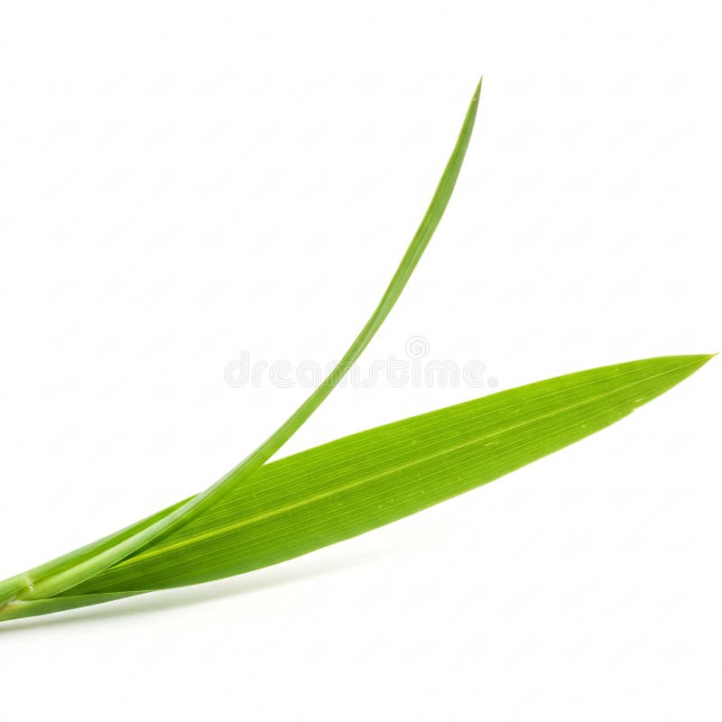 Green Grass Leaf Isolated on White Background. Simple Elongated Leaf ...