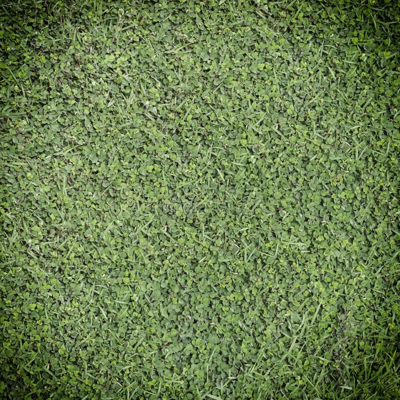 Green grass leaf texture stock image. Image of texture - 100576881