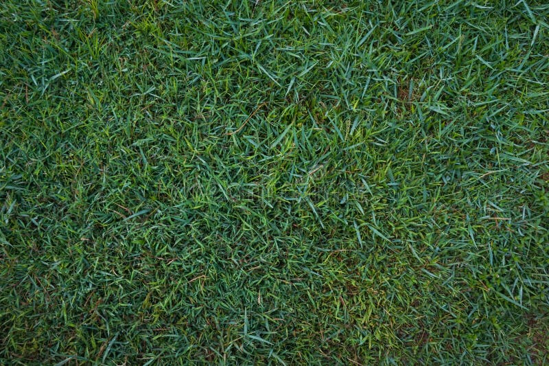 The Texture of the Green Grass Leaves Looks Neat Stock Image - Image of ...
