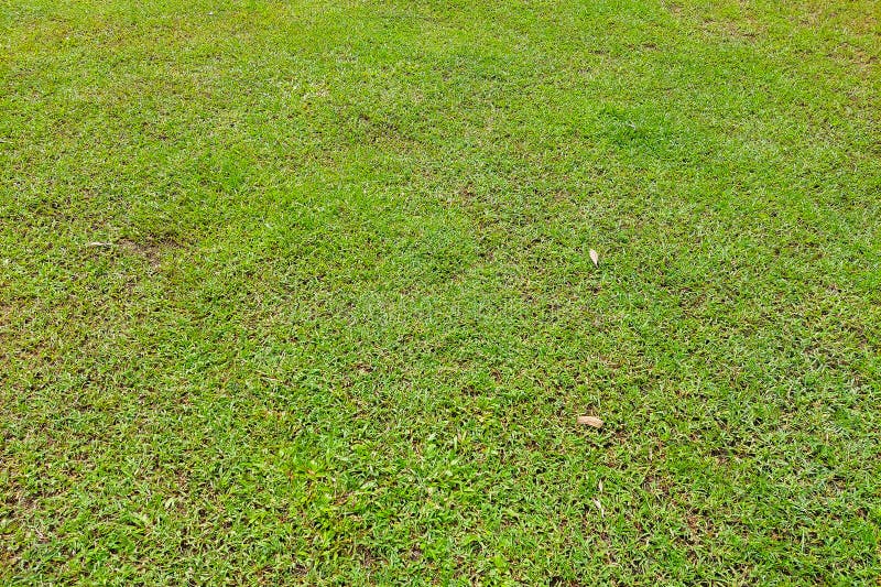 The Texture of the Green Grass Leaves Looks Neat Stock Image - Image of ...