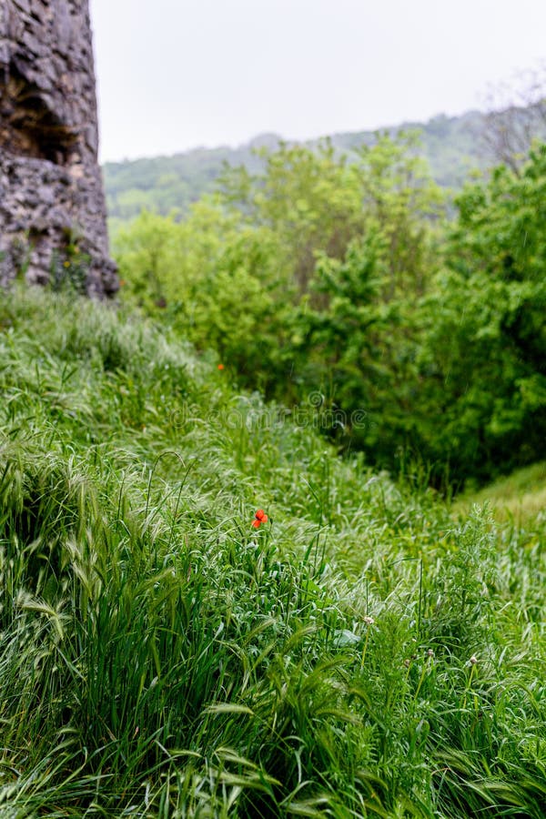 Green Grass Leafs , Flowers and Plants with Dew Drops after Raining ...