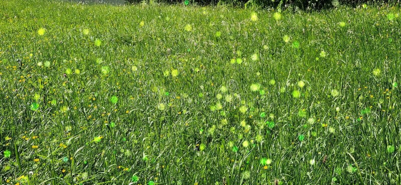 Green Grass on daily Light with Bokeh Light. Eastern Background. Stock ...