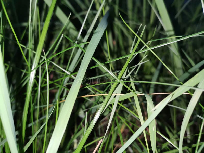 Green grass with light stock photo. Image of plant, lawn - 201284124