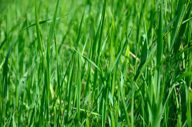 Green grass stock photo. Image of grow, vibrant, summer - 56357710