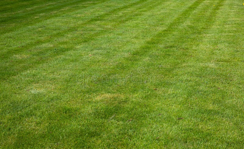 All Green Grass with Nice Lines Going All the Way Trough Stock Photo ...
