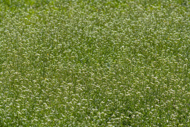 Green Grass with Little White Flowers. Field with Flowers Stock Image ...