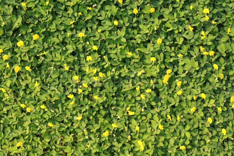 Green Grass with a Little Yellow Flower Stock Image - Image of texture ...