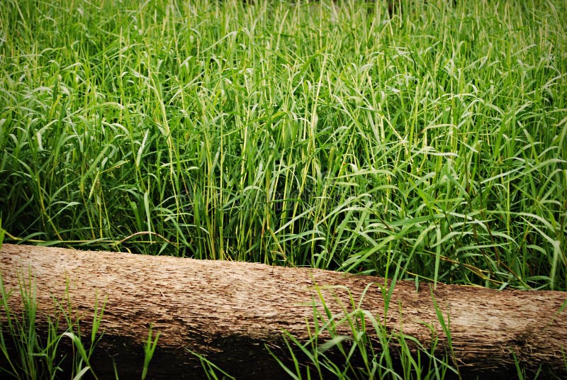 Green Grass with Log stock image. Image of beautiful - 10320105