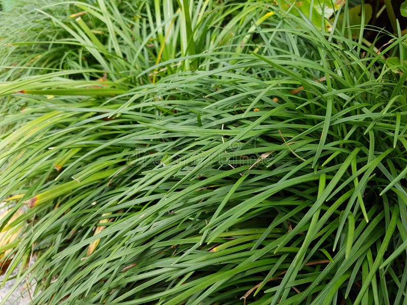 Green grass stock image. Image of green, garden, long - 101822663