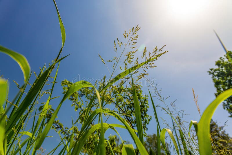 Green Grass Look Up, View from Below Stock Image - Image of flora ...