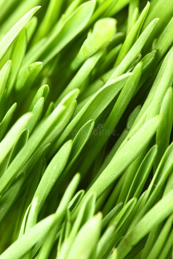 Grass macro stock photo. Image of earth, blades, natural - 400784